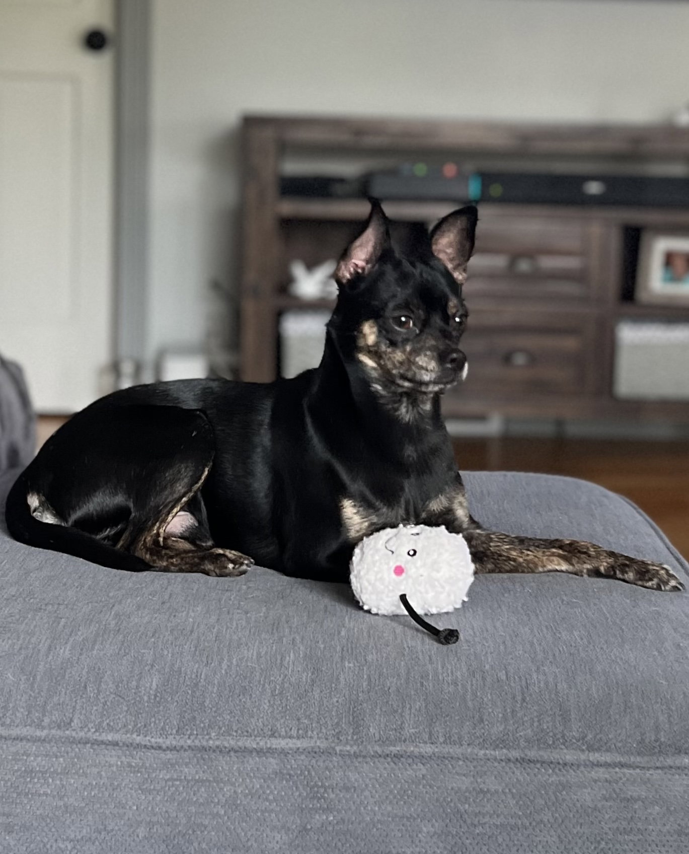 Tu - Perry (Bonded Pair) - ADOPTED 09.27.24's Web Page