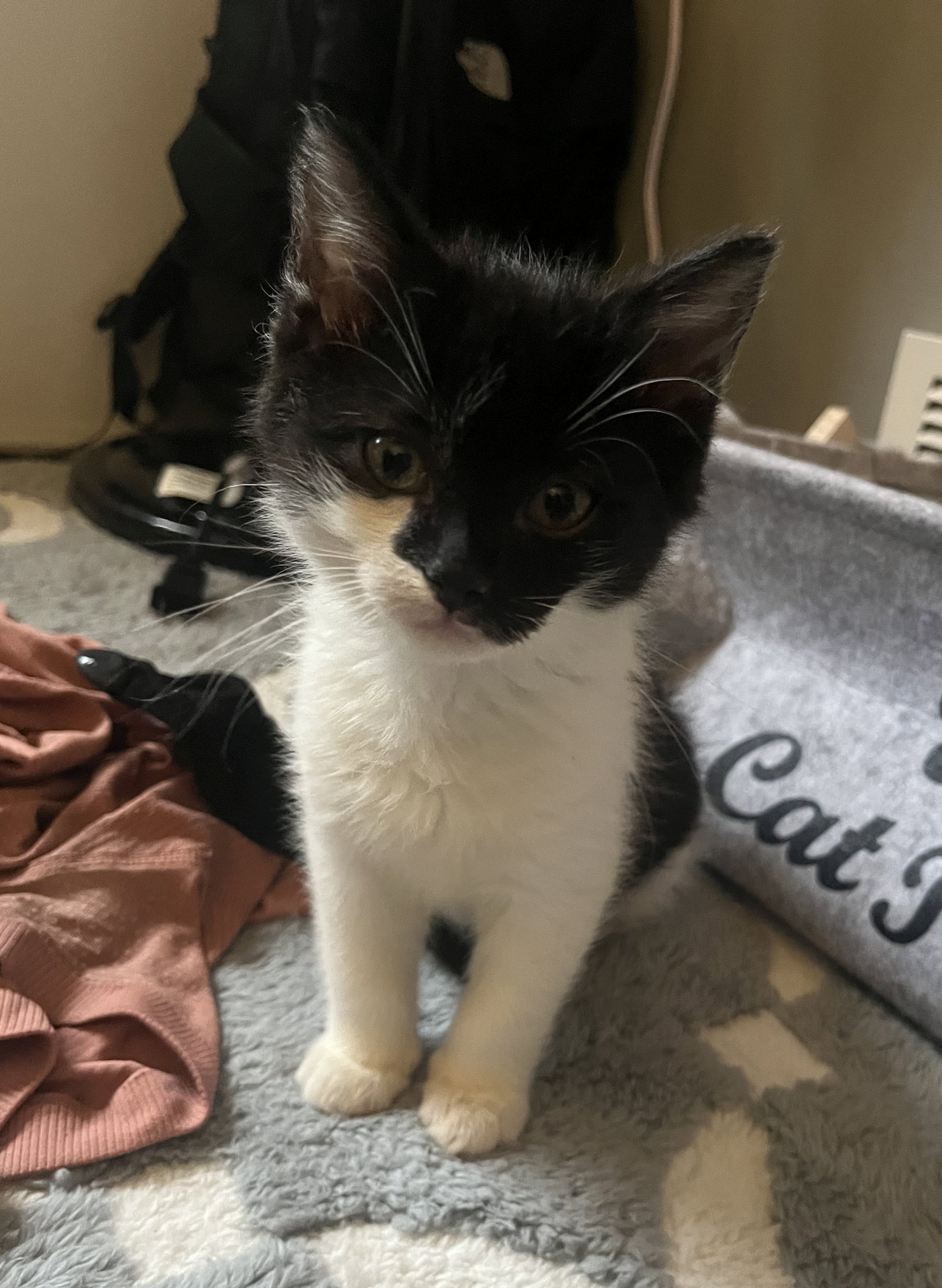 Kf Litter Arya - ADOPTED 09.09.24's Web Page