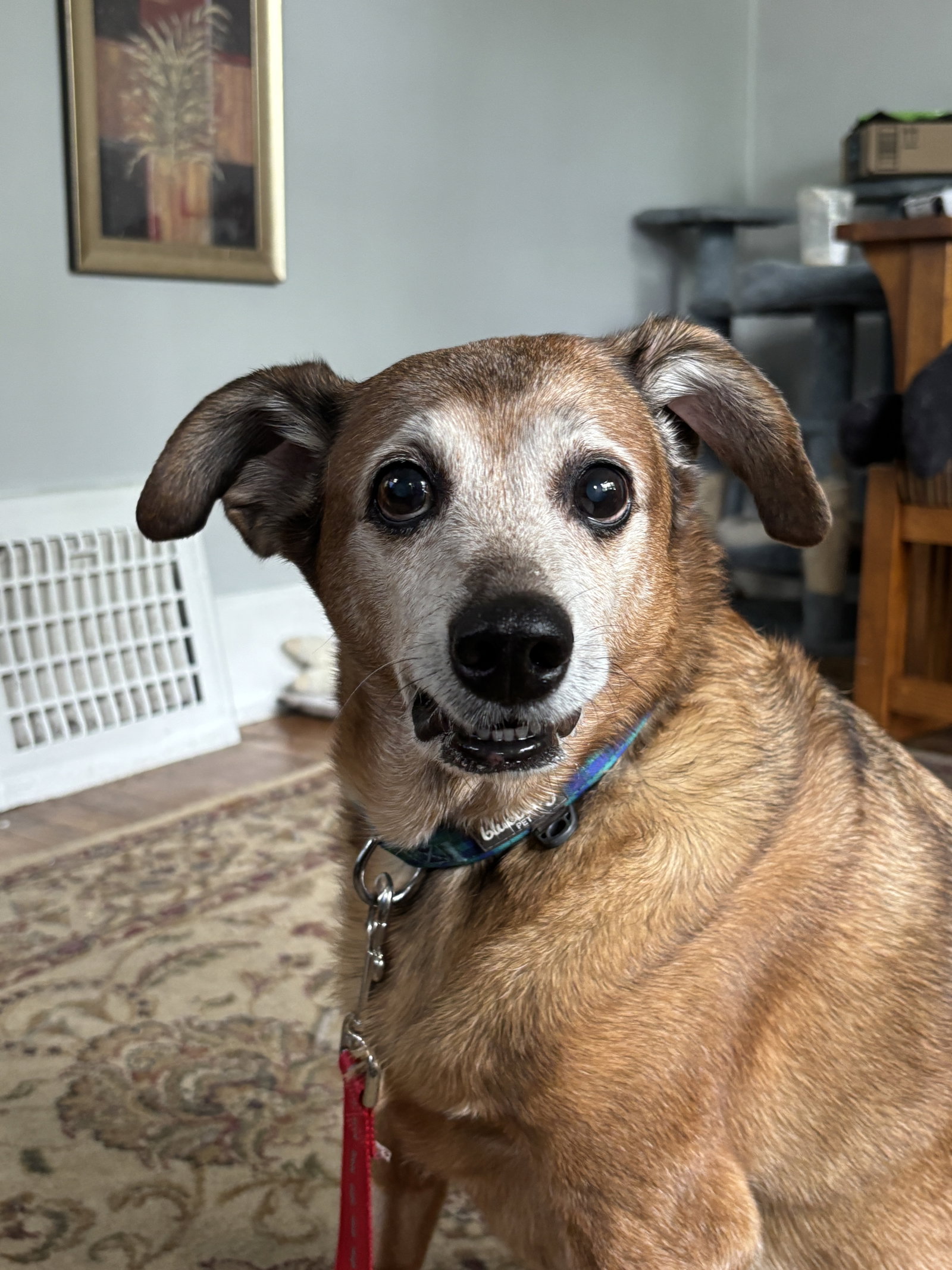 Beau - ADOPTED 08.08.25's Web Page