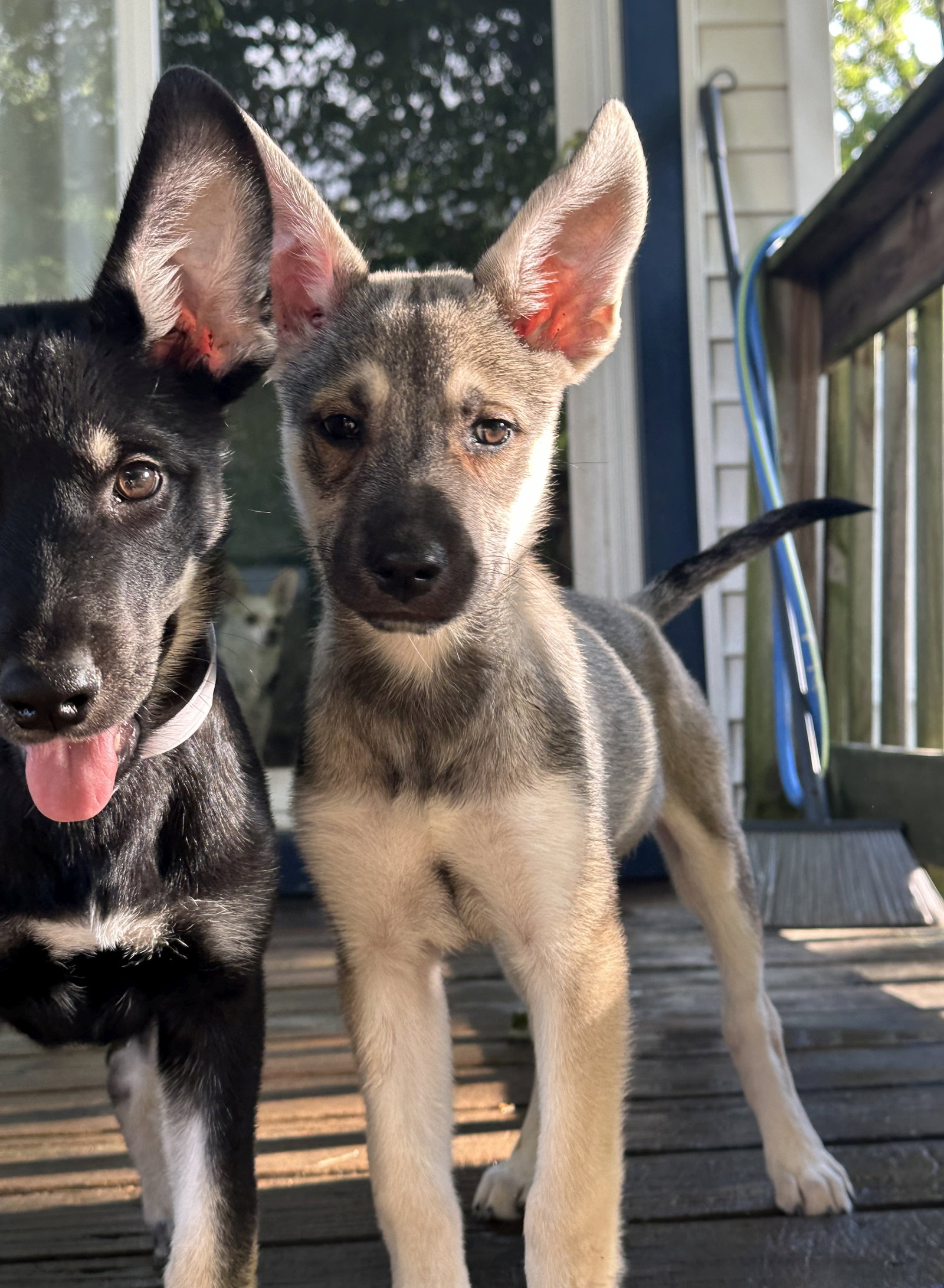 Bv Litter Batman - ADOPTED 10.10.25's Web Page