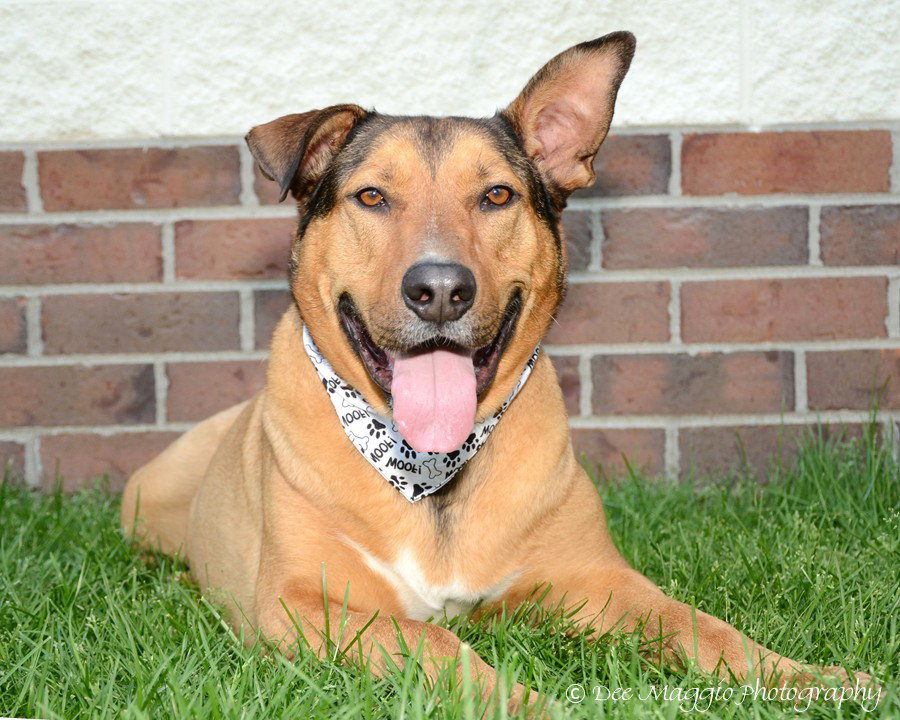 Lobo-ADOPTED 06.15.14's Web Page