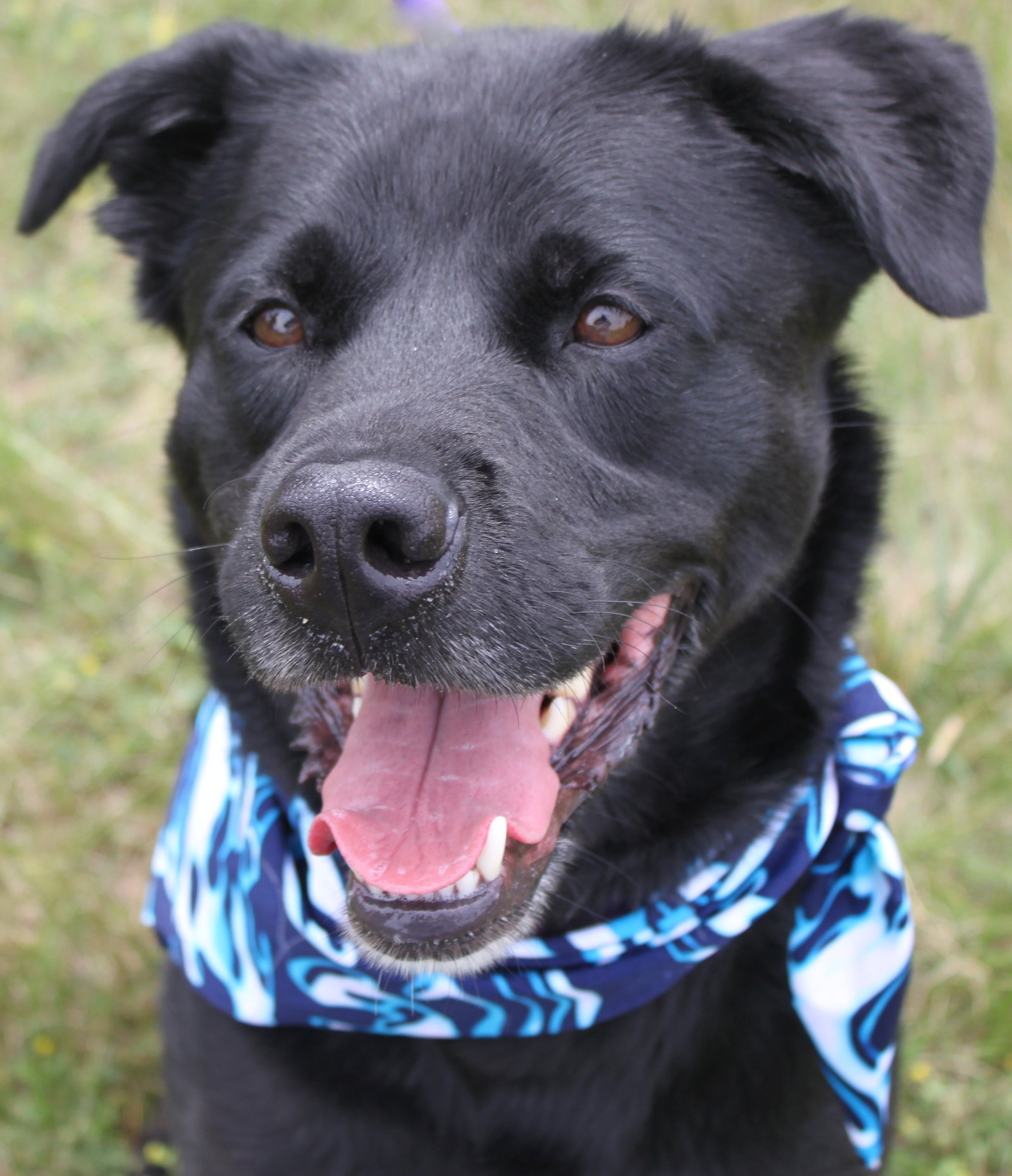 Collin-ADOPTED-8.31.15's Web Page
