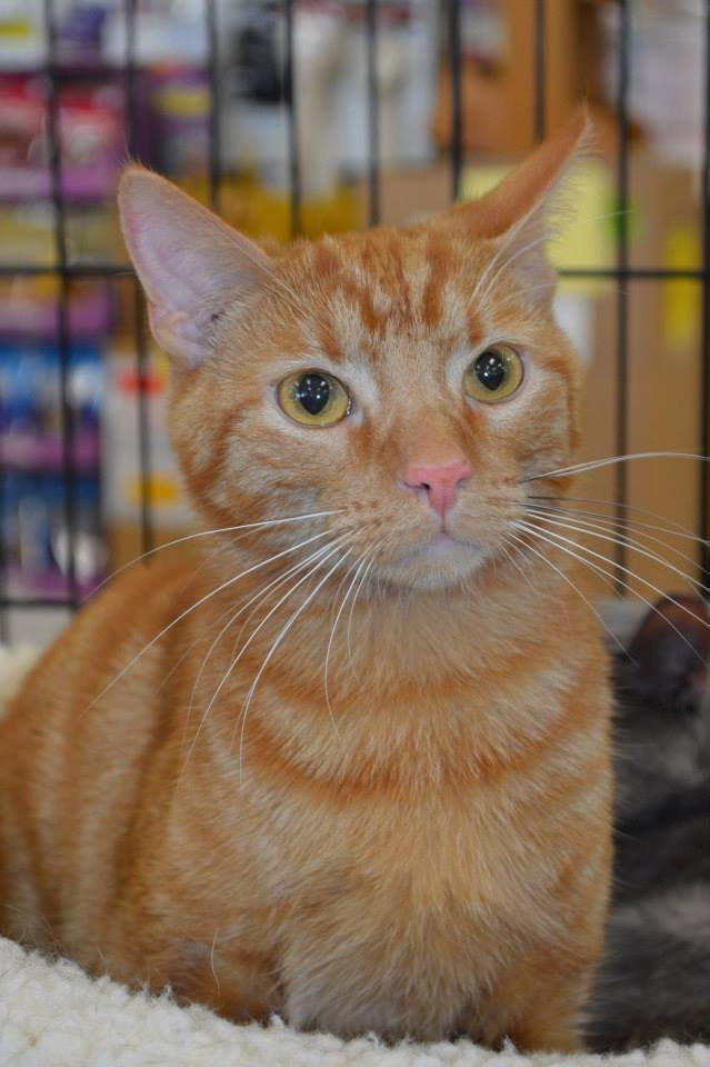 Josh - ADOPTED 12.29.14's Web Page