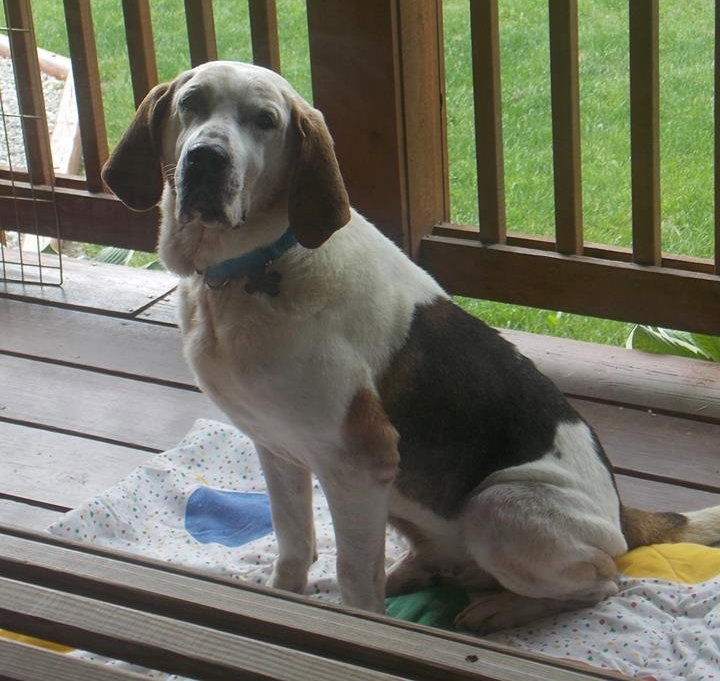 Perry - ADOPTED-9.22.15's Web Page