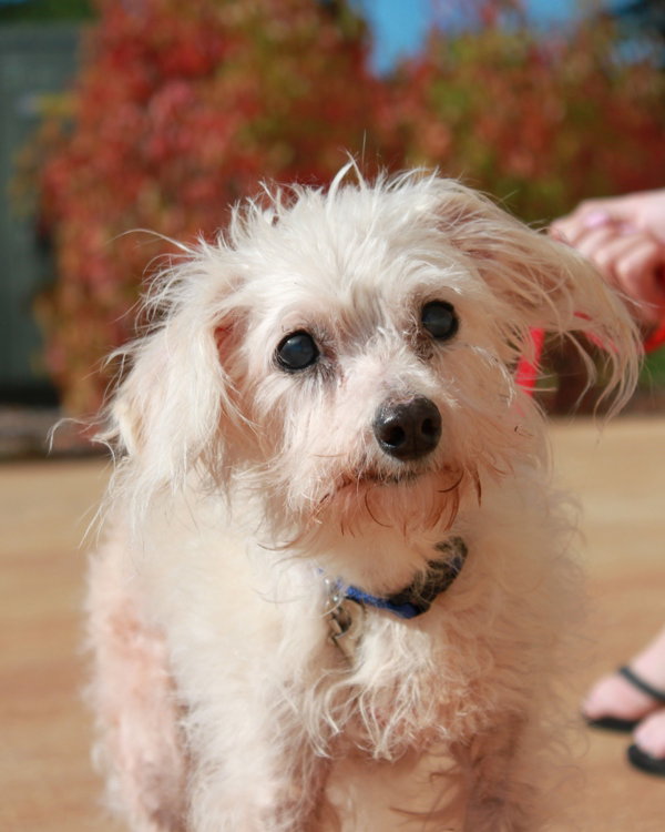 Pippi â ¥ - ADOPTED 12.20.14's Web Page