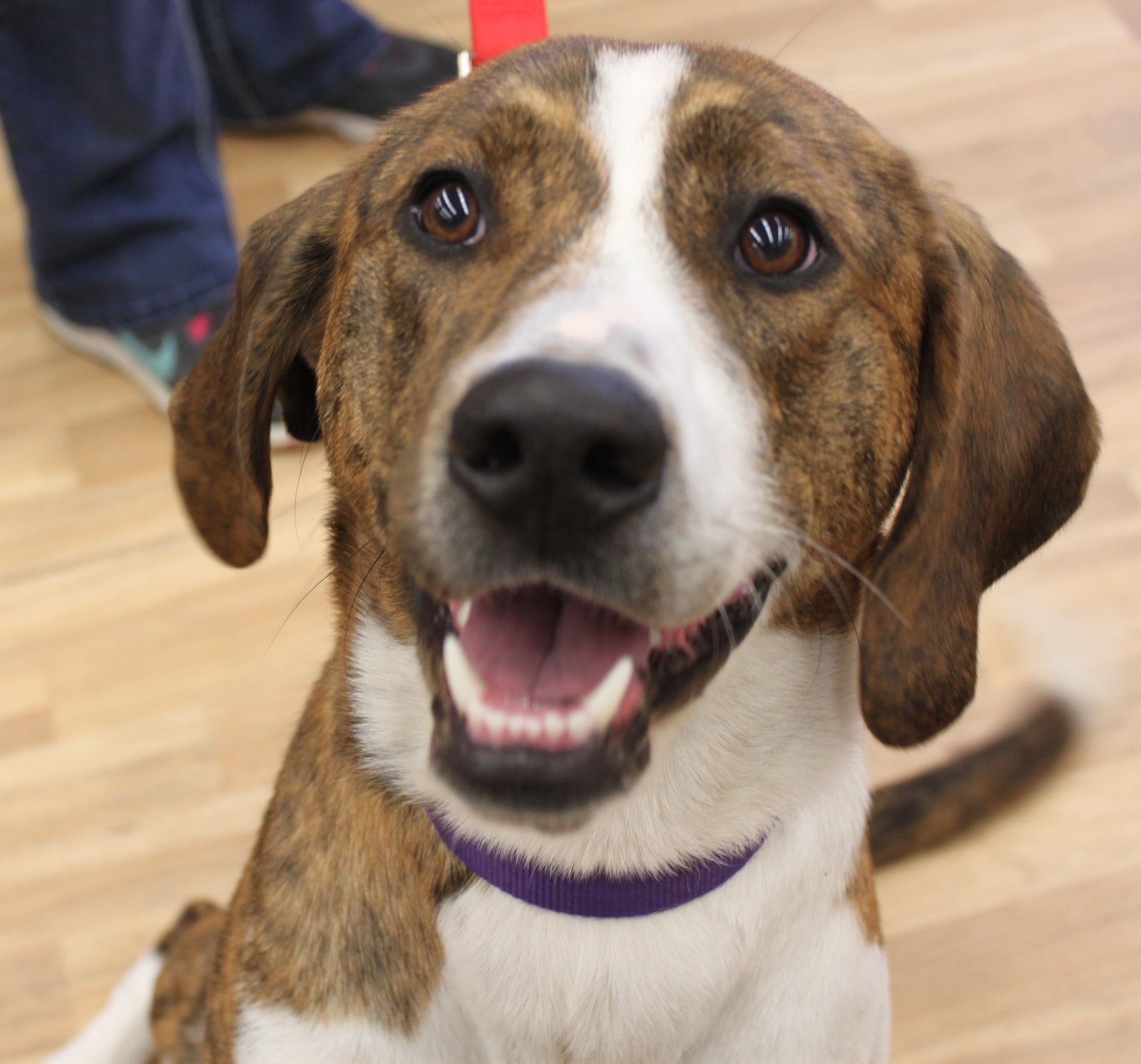 Hazel-ADOPTED-8.1.15's Web Page