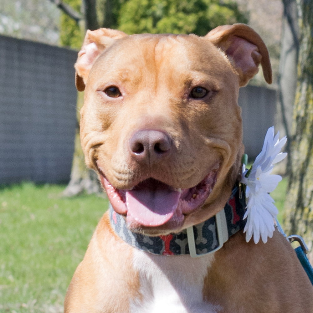 Beau - ADOPTED 12.17.16's Web Page