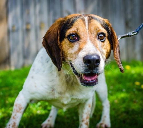 Leroy-ADOPTED-8.13.15's Web Page