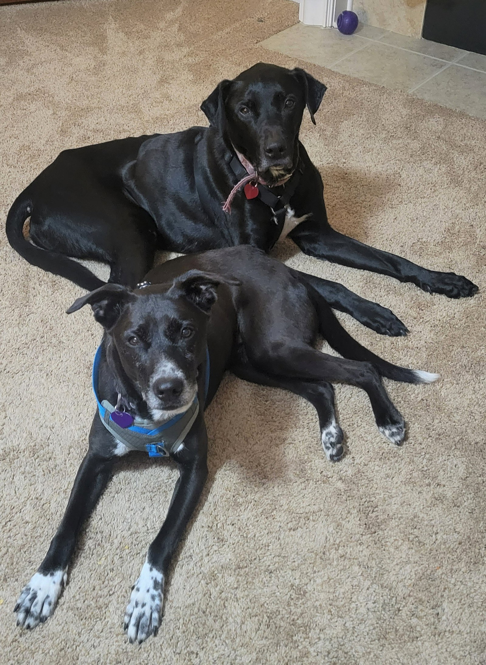 Dog for Adoption - Birdman Birdie (bonded pair with Suki), a Black ...