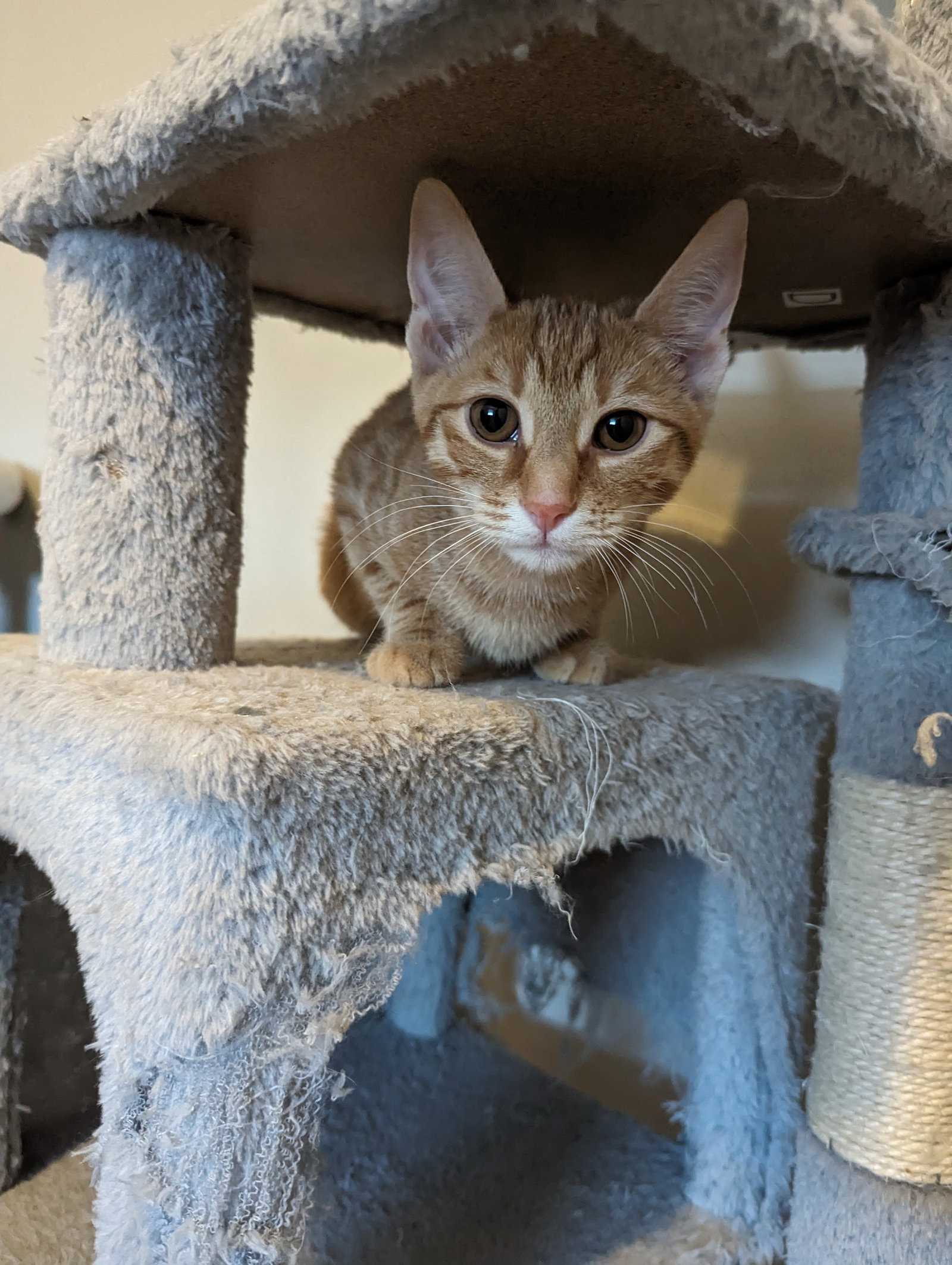Cats for Adoption in Indianapolis, Indiana | Alpha Paw