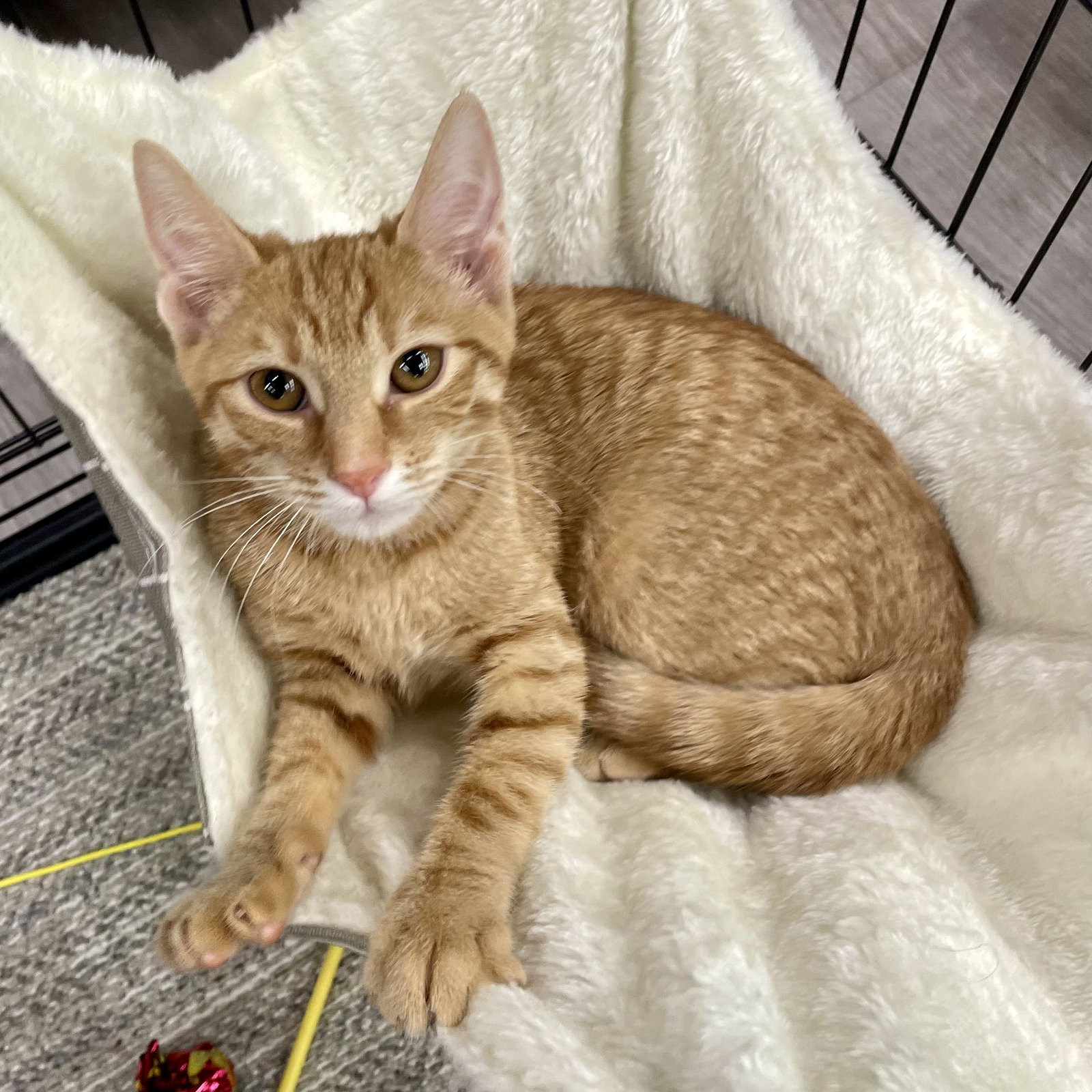 Cats for Adoption in Indianapolis, Indiana | Alpha Paw