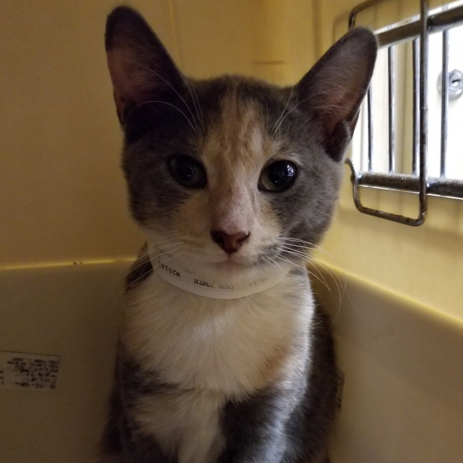Cats for Adoption in Colusa, California | Alpha Paw