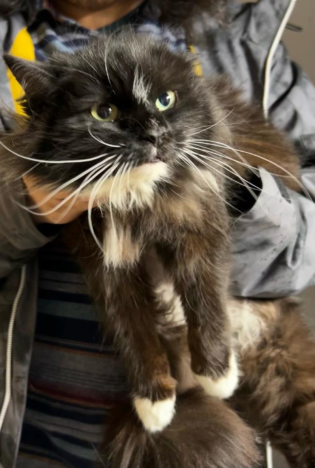 Cats for Adoption in Napa, California | Alpha Paw