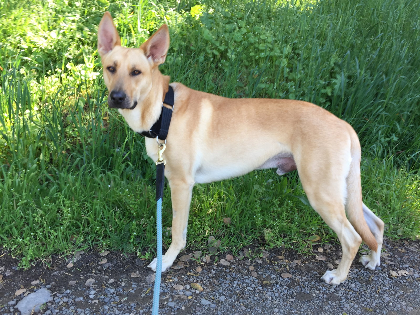 Dog for Adoption - Delta, a Golden Retriever in Graton, CA | Alpha Paw