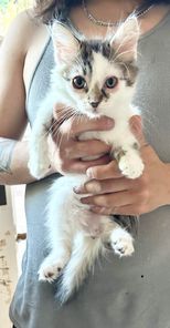 Cat adoption in Napa, CA 94558: Tabby / Maine Coon (long coat) Cat ...