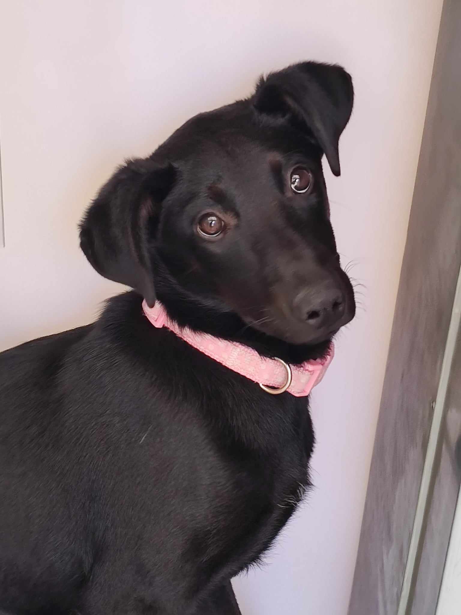 Dog adoption in Napa, CA 94558: Black Labrador Retriever / German ...