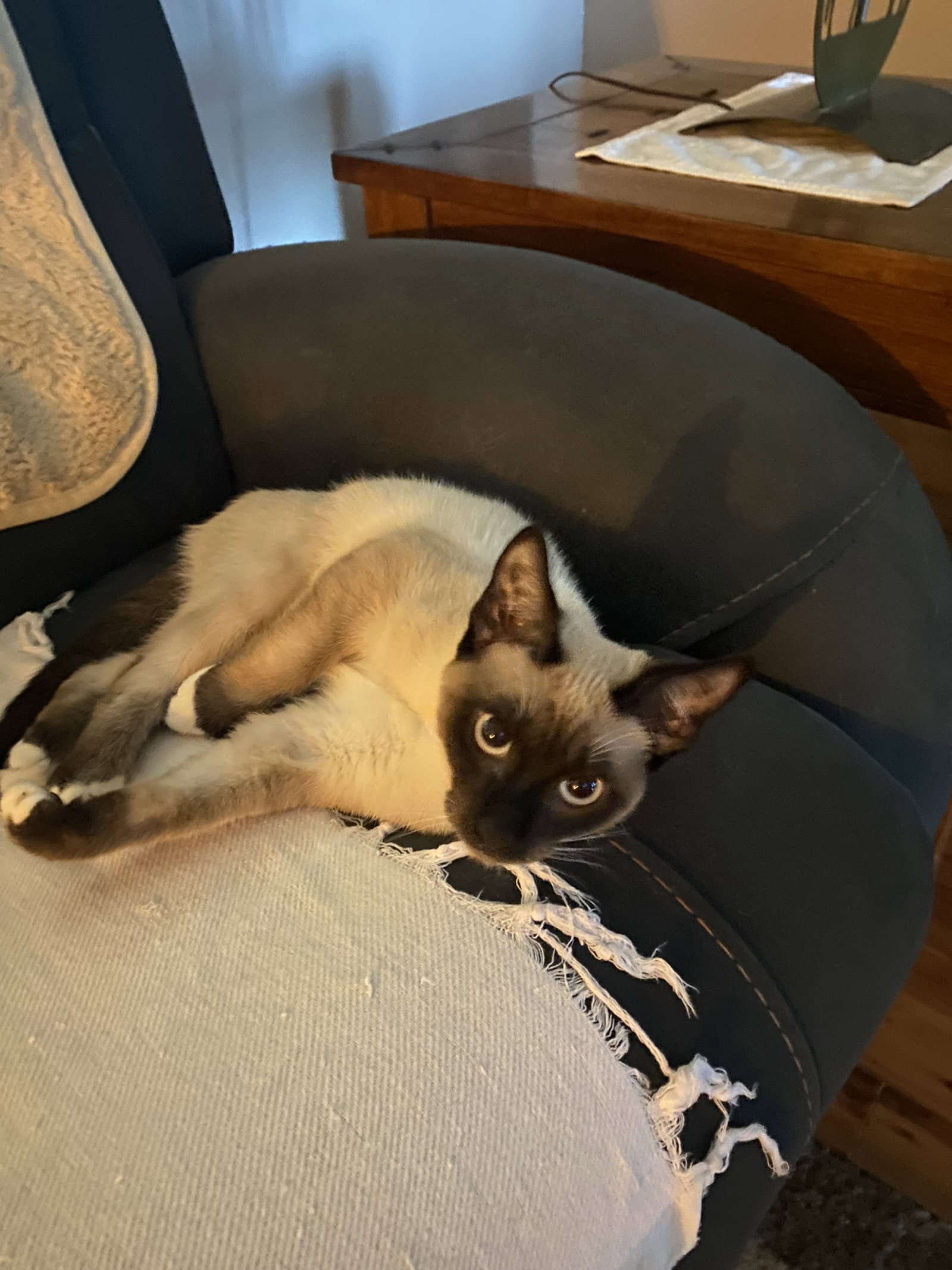Cats for Adoption in Arbuckle, California | Alpha Paw