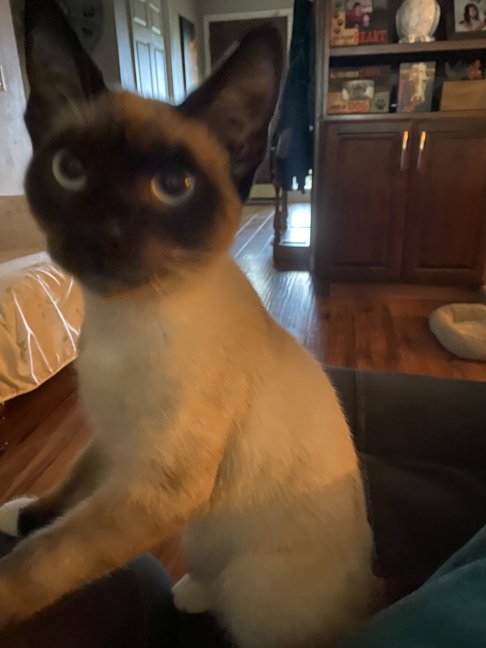 Cats for Adoption in Arbuckle, California | Alpha Paw