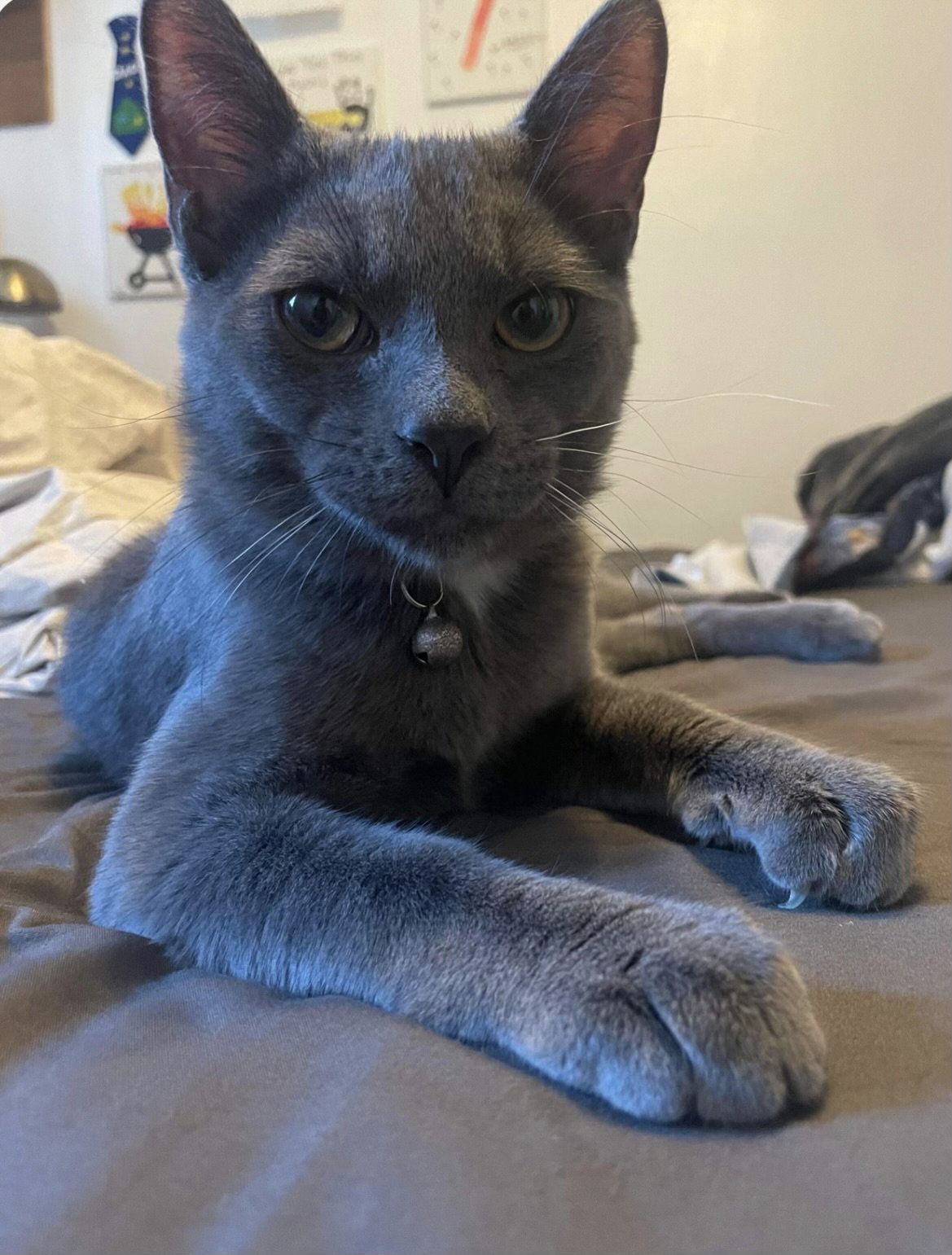 Cats for Adoption in Ross, California | Alpha Paw