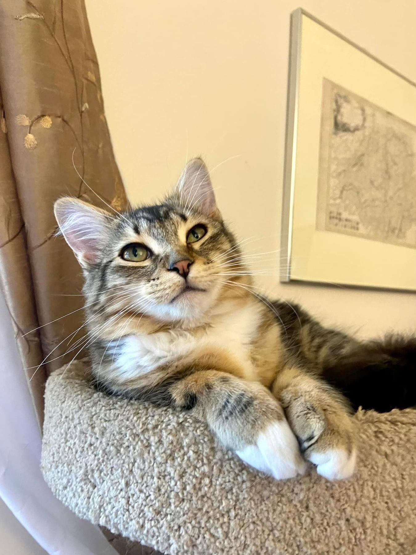 Cats for Adoption in Tiburon, California | Alpha Paw