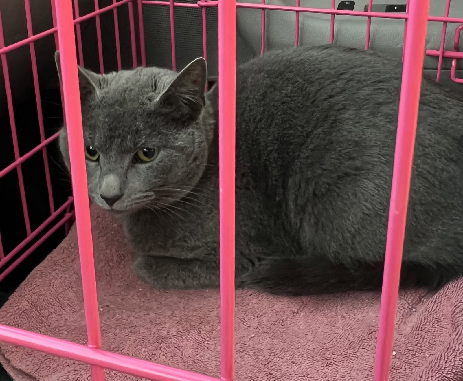 Cats for Adoption in Concord, California | Alpha Paw
