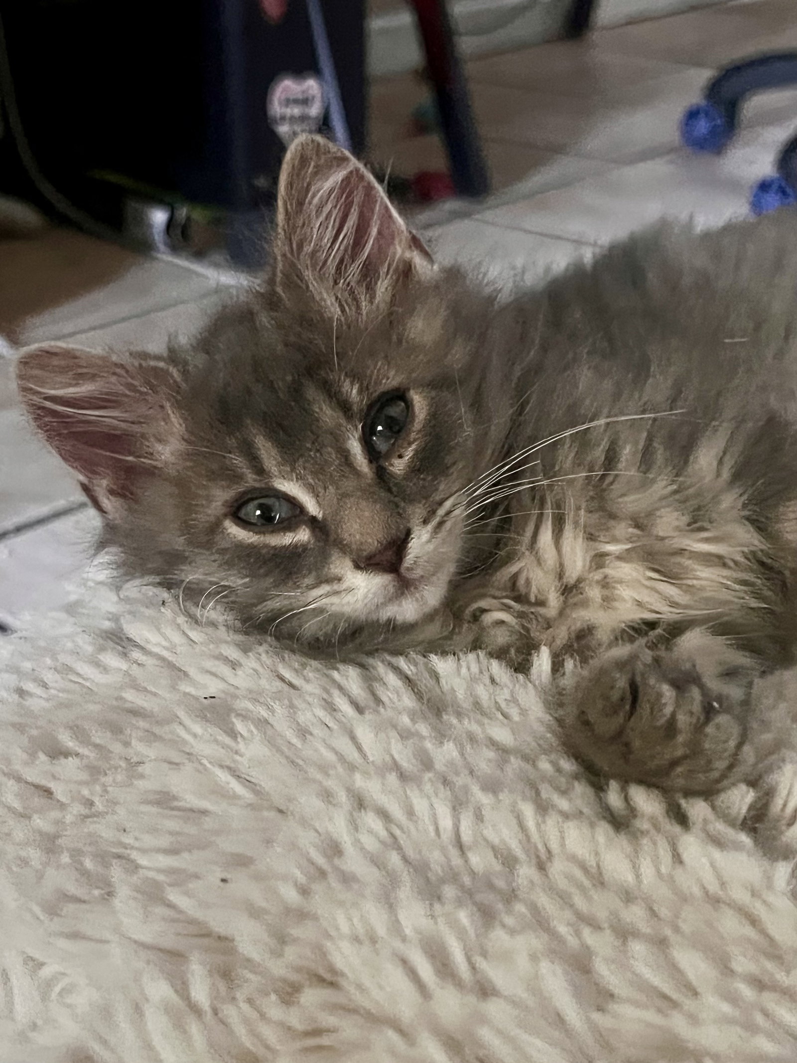 Cats for Adoption in Santa Rosa, California | Alpha Paw