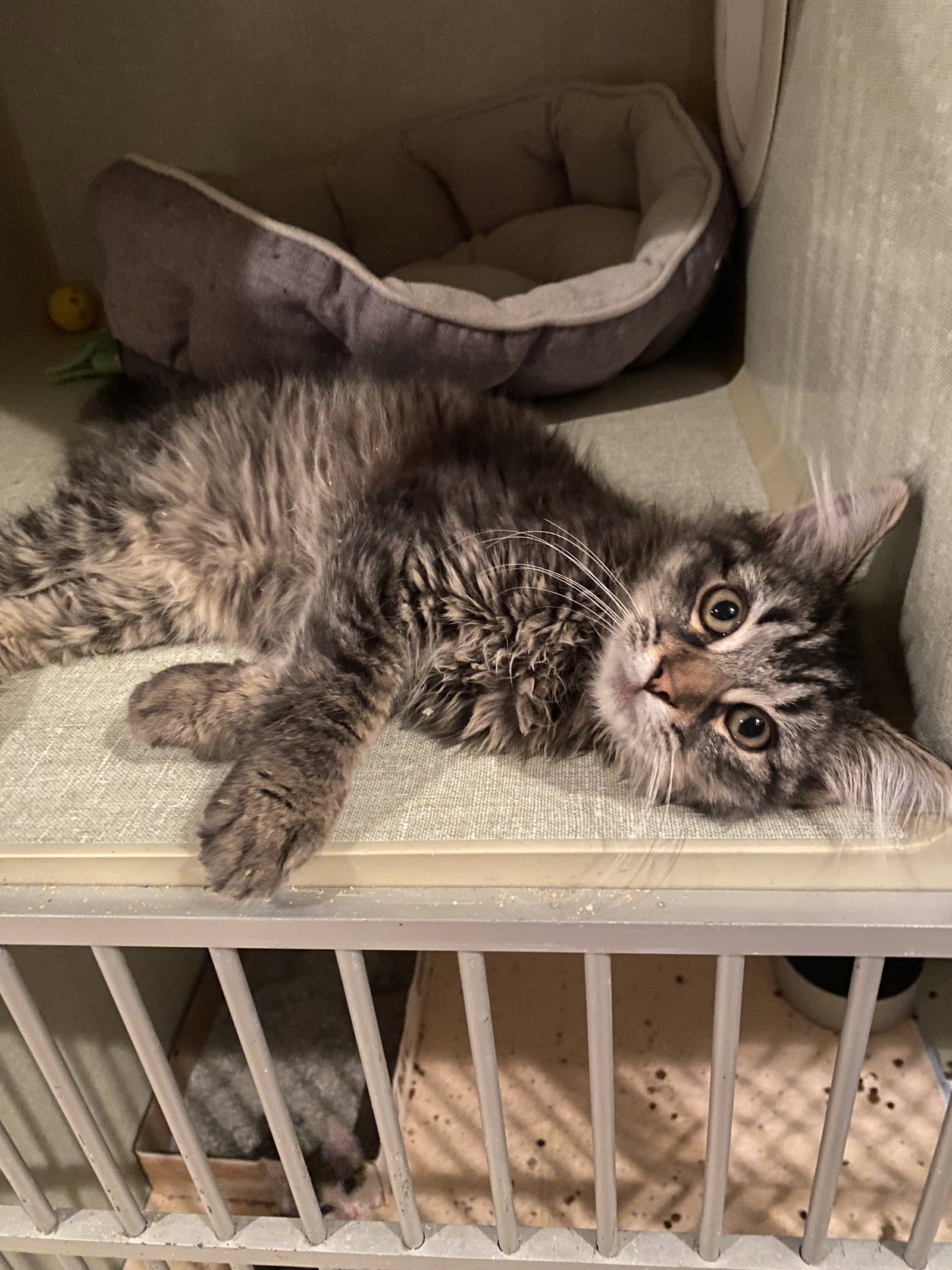 Cats for Adoption in Ross, California | Alpha Paw