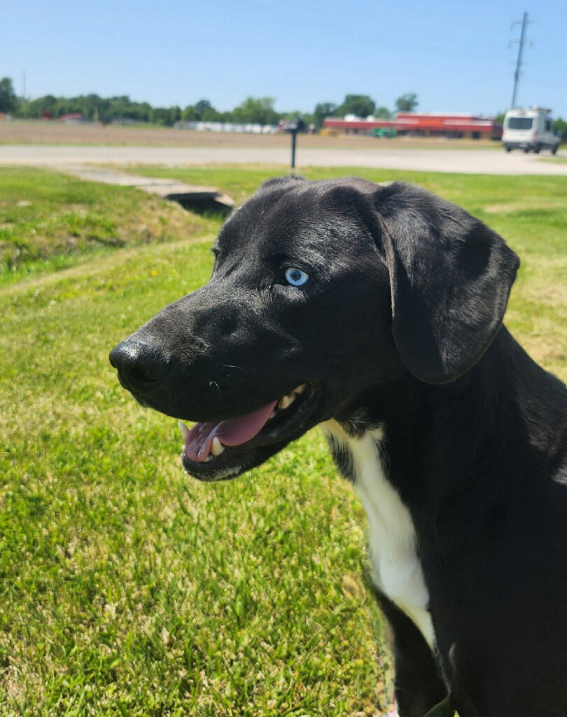 Dog for Adoption - Tucker, a Black Labrador Retriever in Flora, IL ...