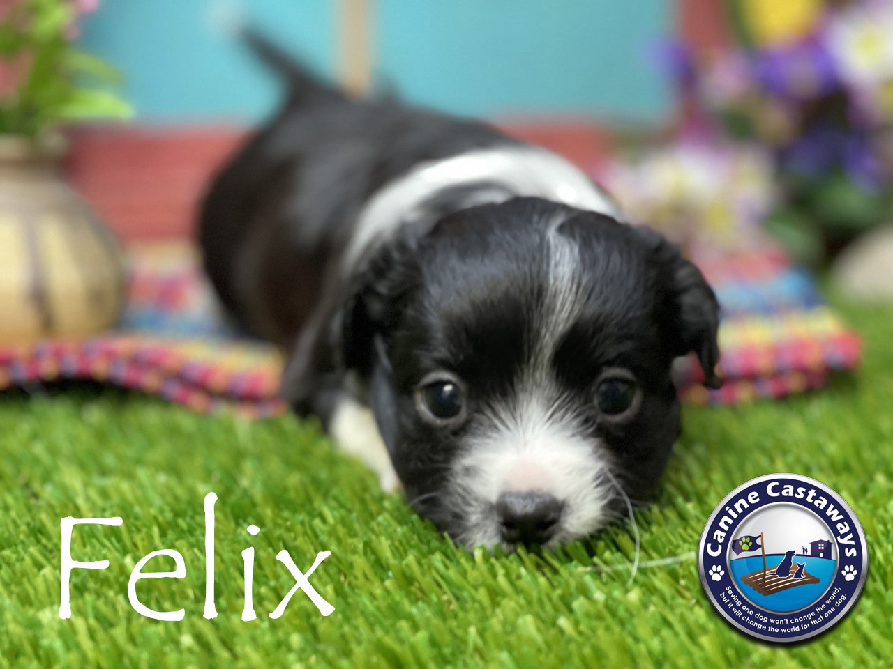 Dog for Adoption - Fellix, a Poodle (Miniature) in Venice, FL | Alpha Paw