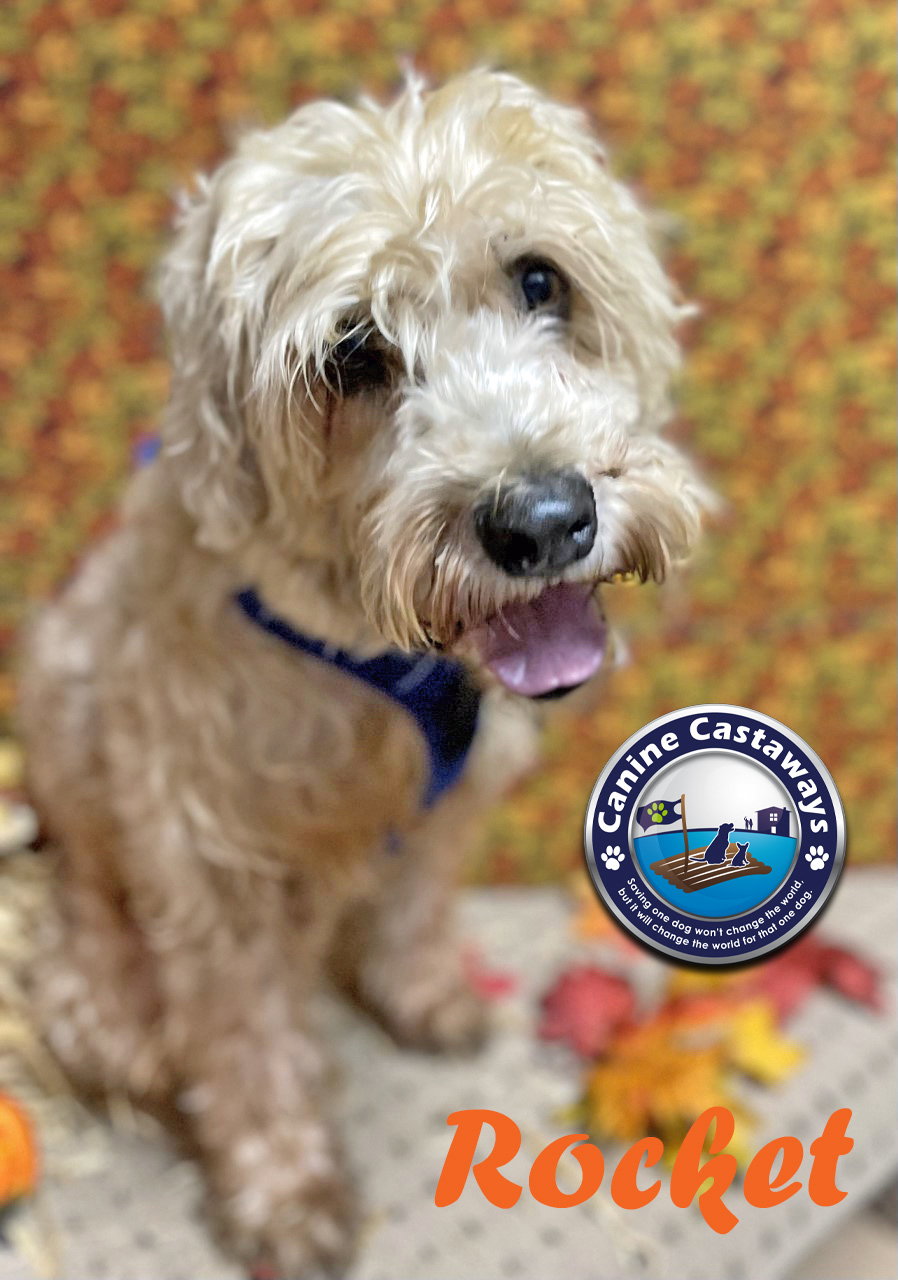 Dog for Adoption - Adopted - Rocket, a Wheaten Terrier in Sebring, FL ...