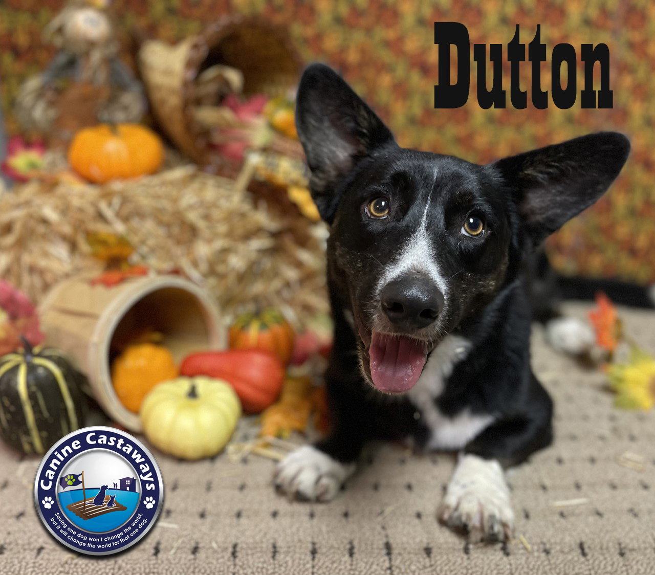 Dog for Adoption - Adopted - Dutton, a Cardigan Welsh Corgi in ...
