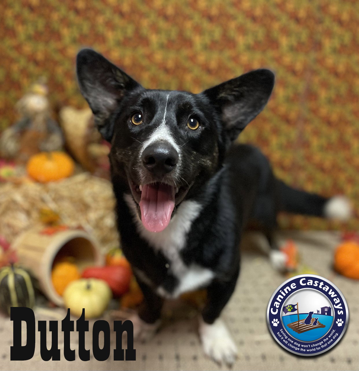 Dog for Adoption - Adopted - Dutton, a Cardigan Welsh Corgi in ...