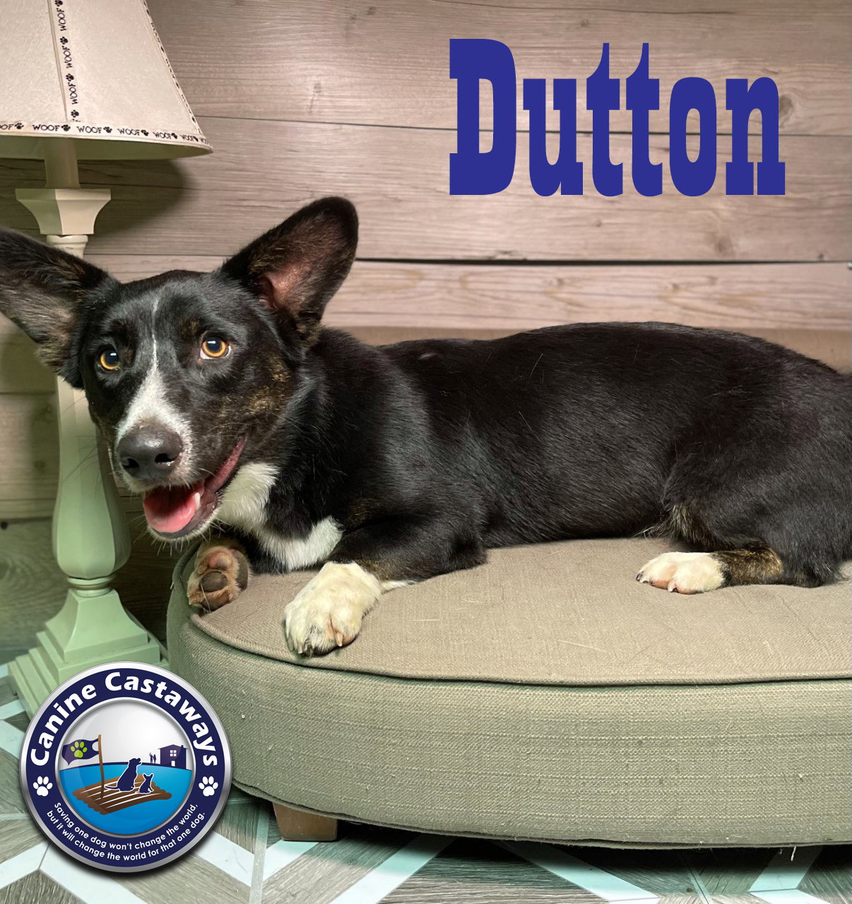 Dog for Adoption - Adopted - Dutton, a Cardigan Welsh Corgi in ...