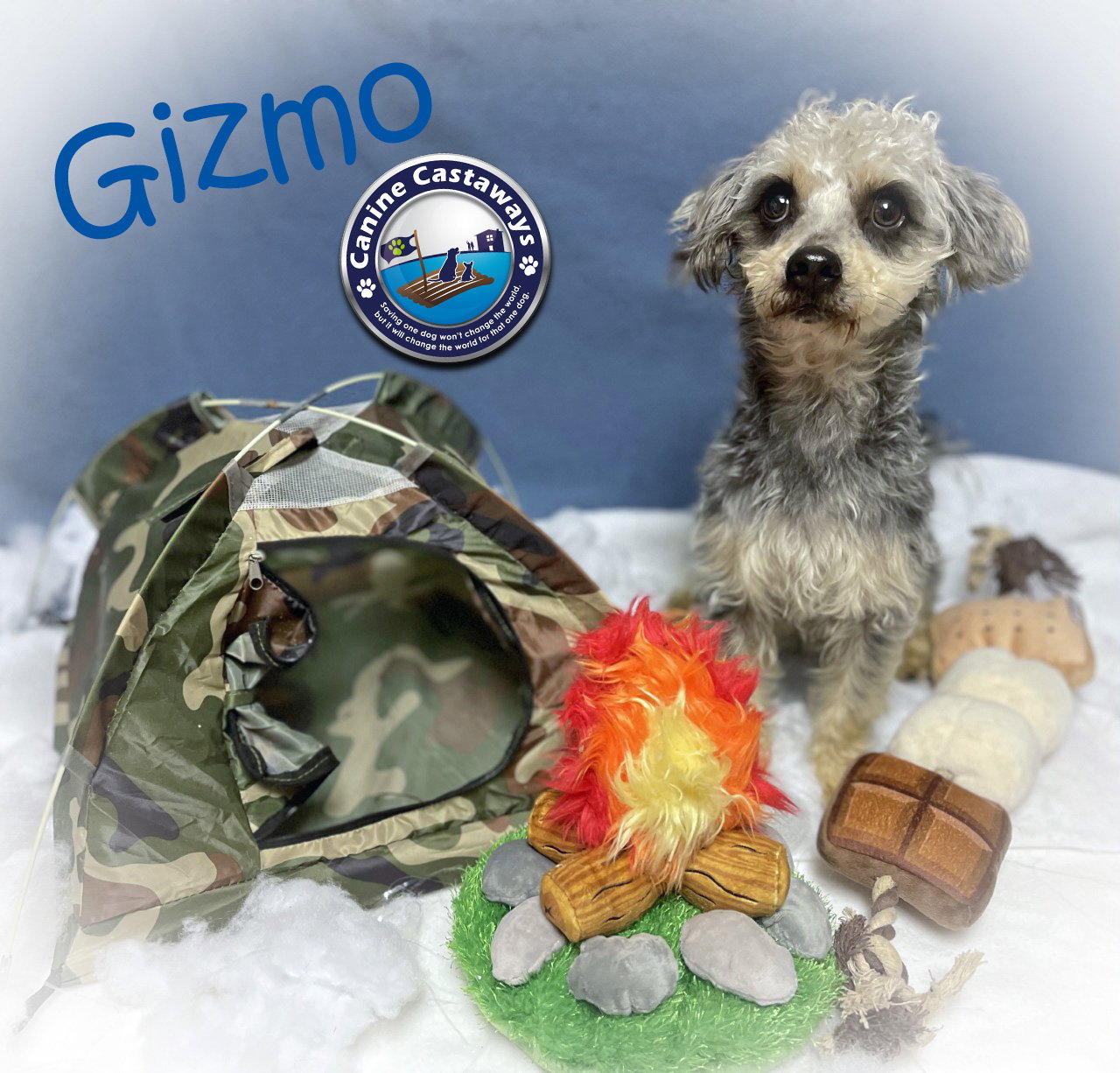 Dog for Adoption - Adopted - Gizmo, a Poodle (Miniature) in Sarasota ...