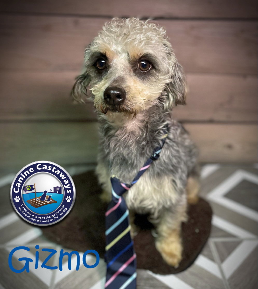 Dog for Adoption - Adopted - Gizmo, a Poodle (Miniature) in Sarasota ...