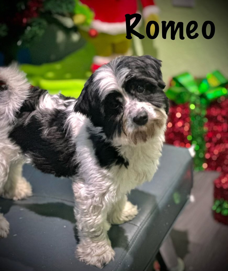 Dog for Adoption - Adopted - Romeo, a Maltese in Sun City Center, FL ...
