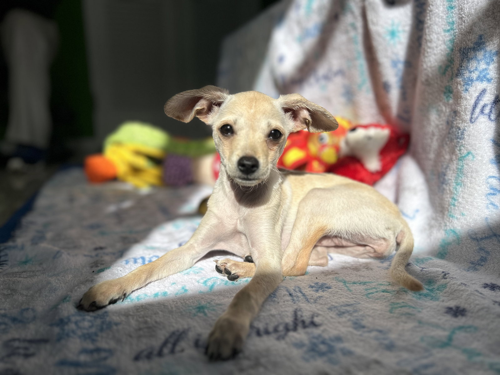 Dog for Adoption - Adopted - Swifty, a Chihuahua in Bowling Green, FL ...