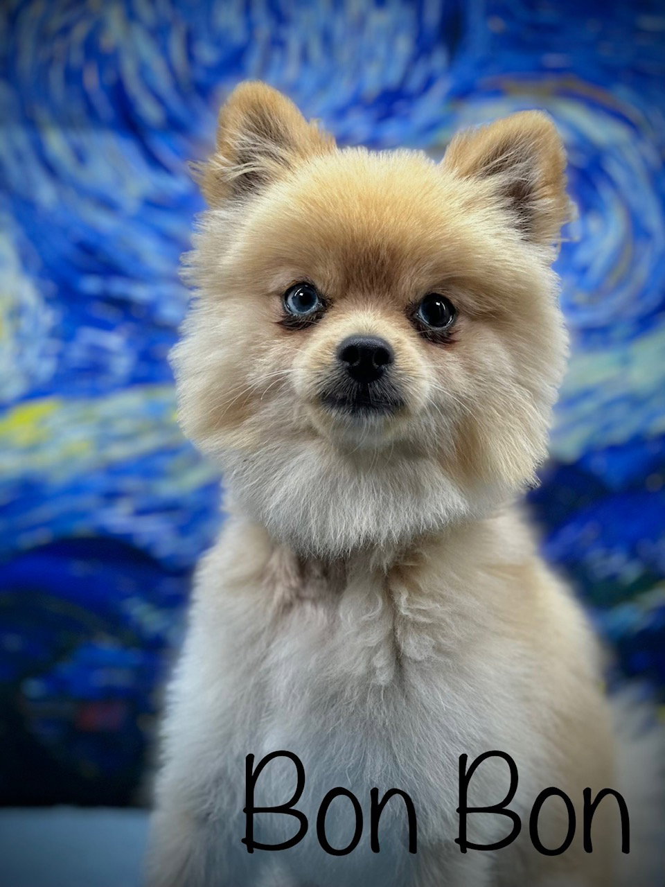 Dog for Adoption - Bon Bon, a Pomeranian in Manasota Key, FL | Alpha Paw