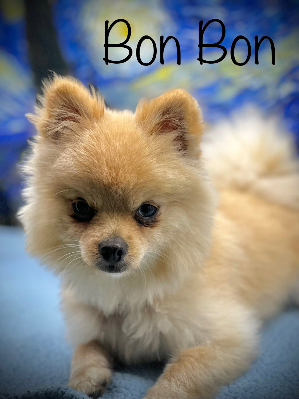 Dog for Adoption - Bon Bon, a Pomeranian in Manasota Key, FL | Alpha Paw