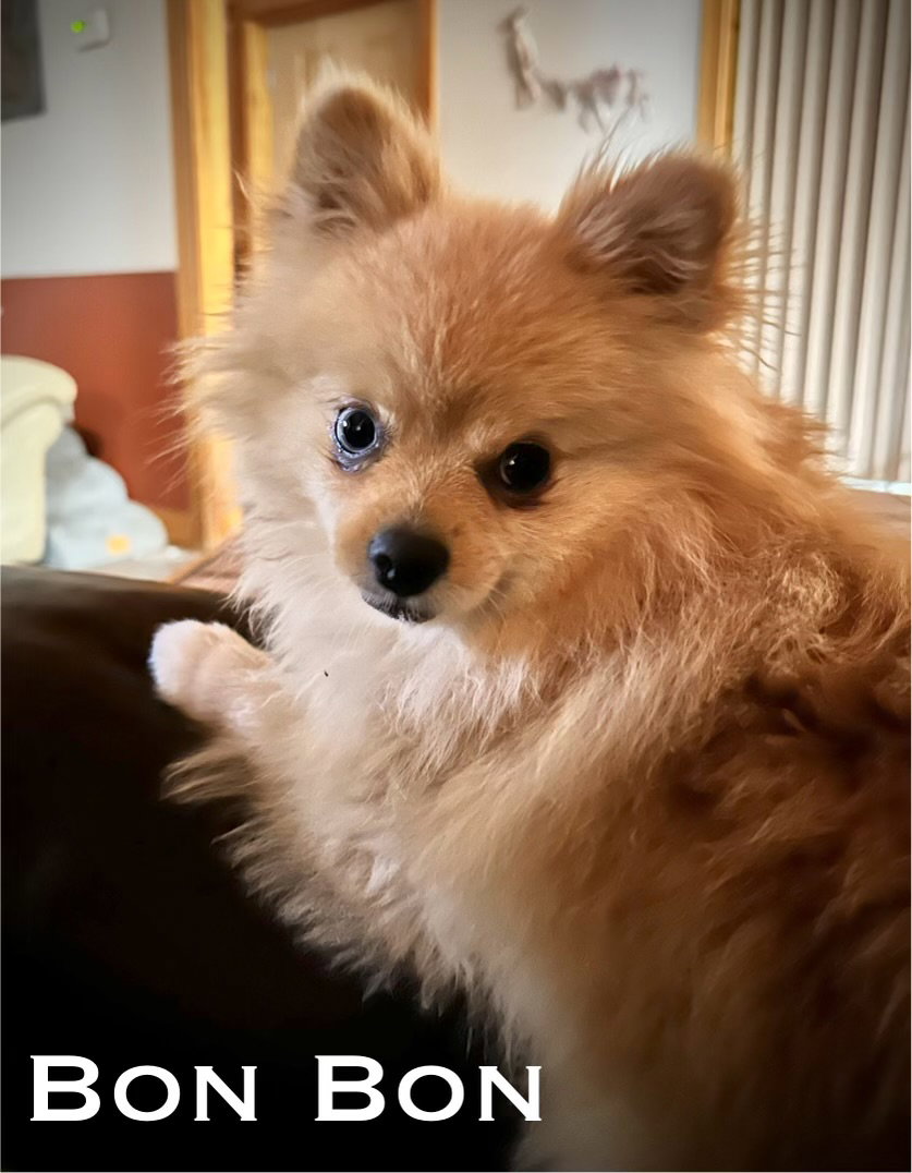 Dog for Adoption - Adopted - Bon Bon, a Pomeranian in Whitfield, FL ...