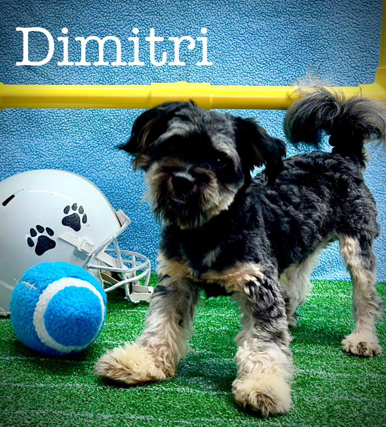 Dog for Adoption - Adopted - Dimitri, a Havanese in Venice Gardens, FL ...