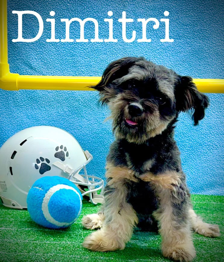 Dog for Adoption - Adopted - Dimitri, a Havanese in Venice Gardens, FL ...
