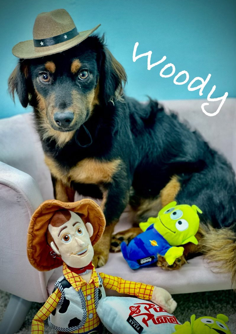 Dog for Adoption - Woody, a Dachshund in Port Charlotte, FL | Alpha Paw
