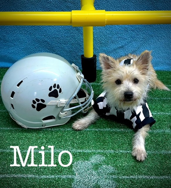 Dog for Adoption - Milo, a Yorkshire Terrier Yorkie in Highlands County ...