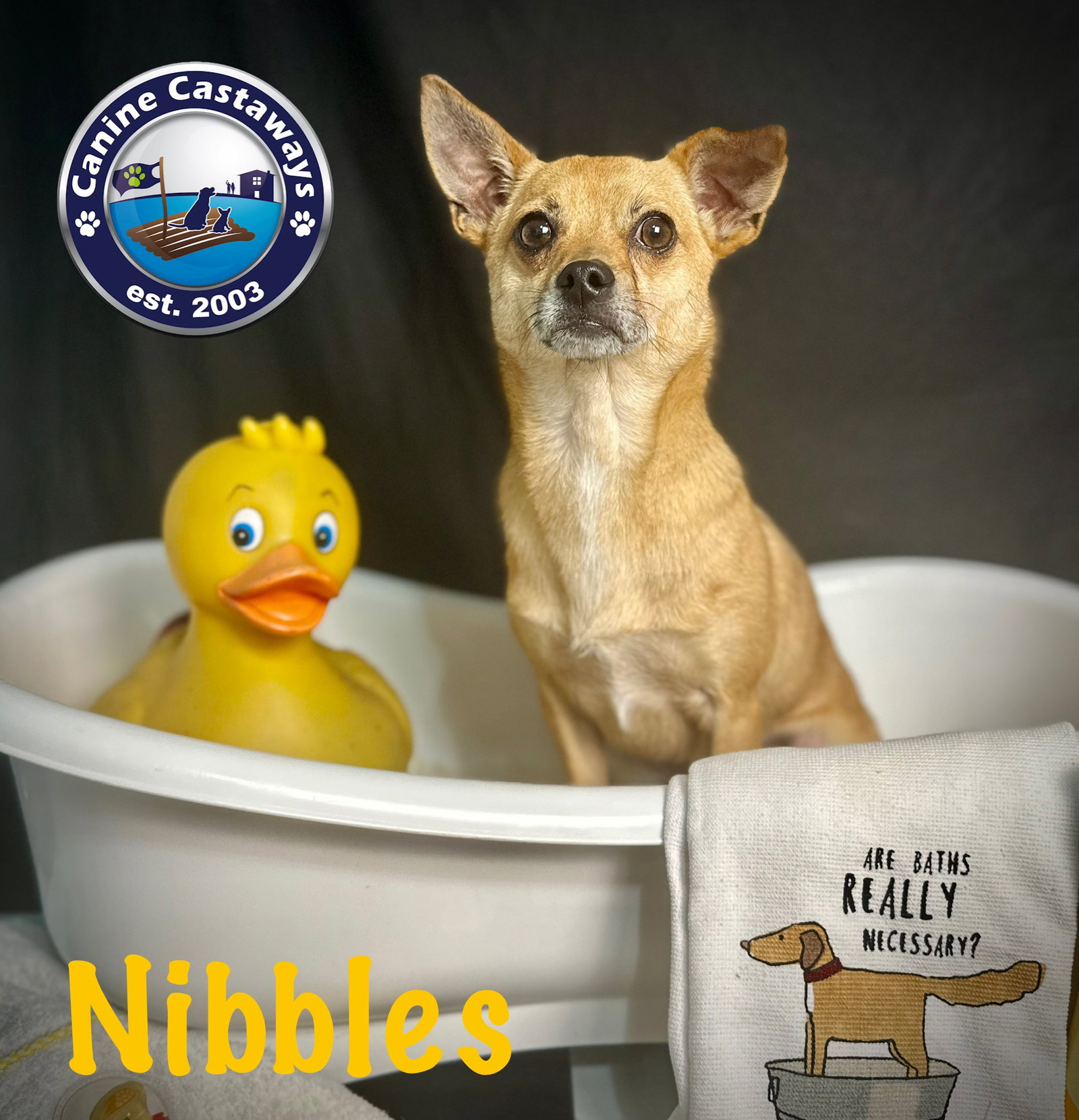 Dog for Adoption - Adopted - Nibbles, a Chihuahua in Sun City Center ...