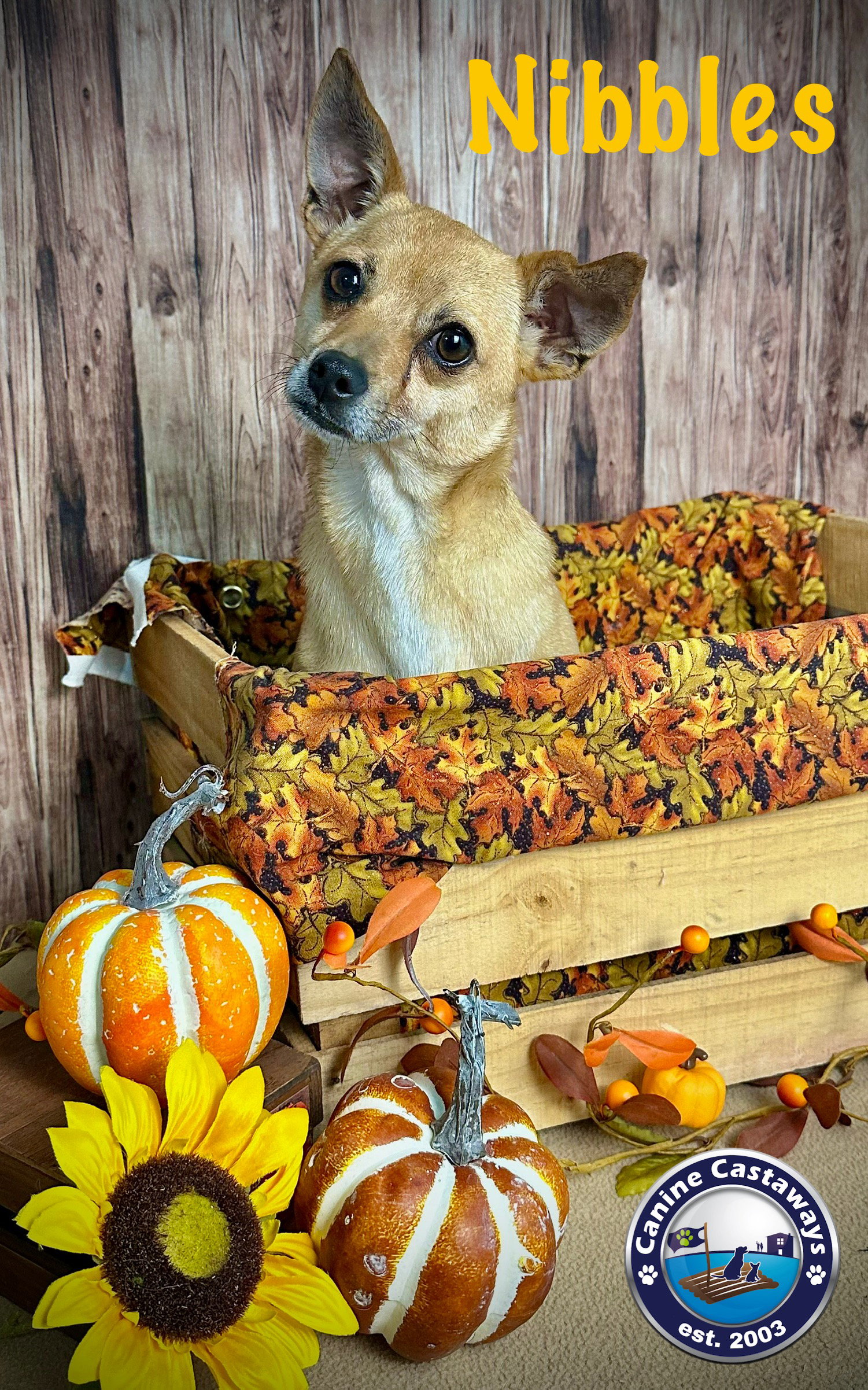 Dog for Adoption - Adopted - Nibbles, a Chihuahua in Sun City Center ...