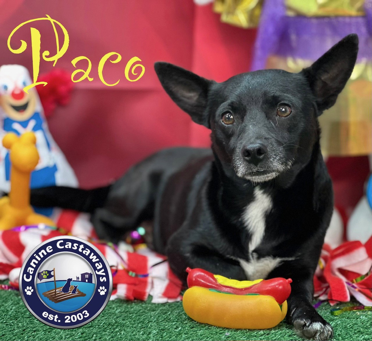 Dog for Adoption - Adopted - Paco, a Chihuahua in Whiskey Creek, FL ...