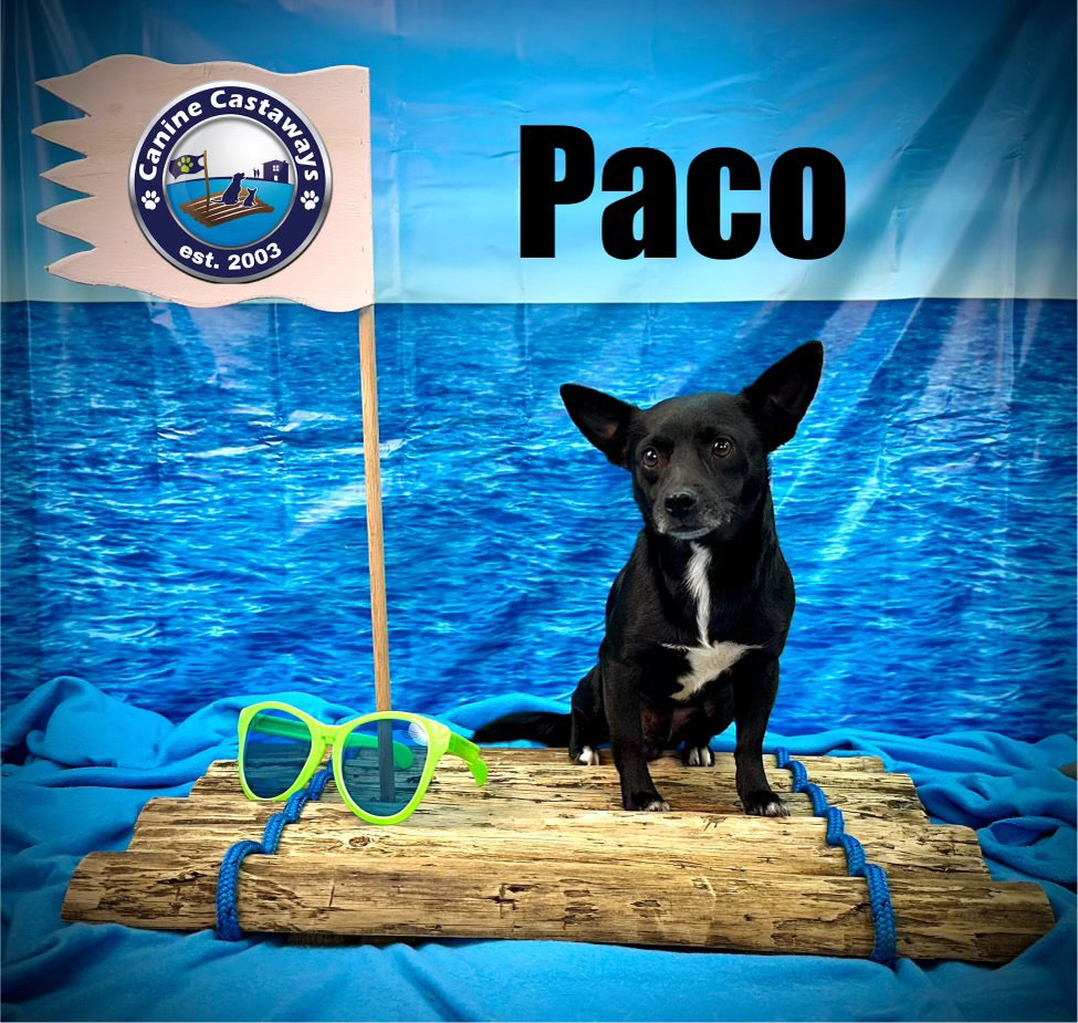 Dog for Adoption - Adopted - Paco, a Chihuahua in Whiskey Creek, FL ...