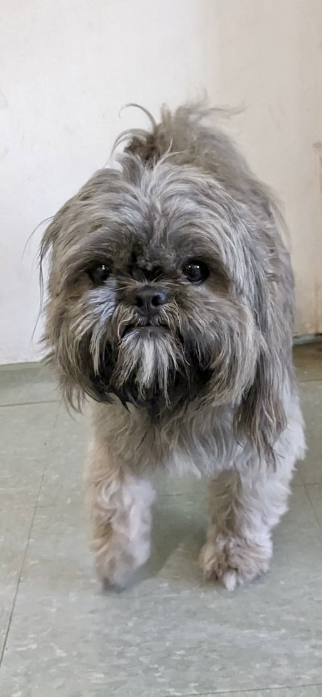 Dog for Adoption - Suzie Mae, a Shih Tzu in Roosevelt Gardens, FL ...