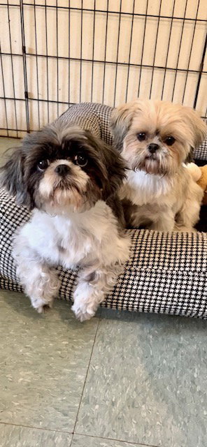 Dog for Adoption - Trinka & Celeste, a Shih Tzu in Hillsboro Beach, FL ...